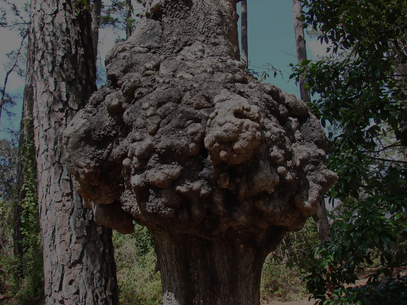 Preservation Tree Art — Burls, Burrs, Buttresses and Knots