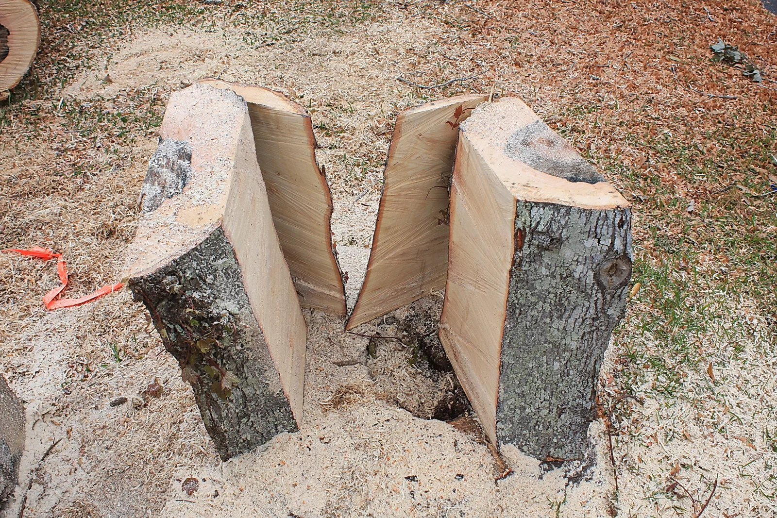 Preservation Tree Art — Anatomy of a Bowl