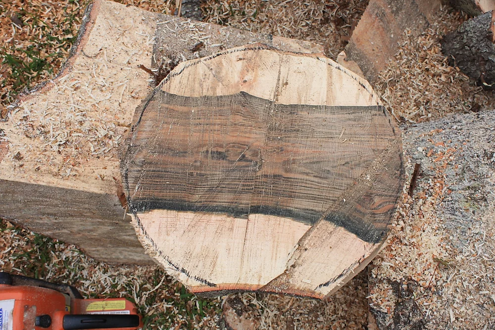 Preservation Tree Art — Anatomy of a Bowl