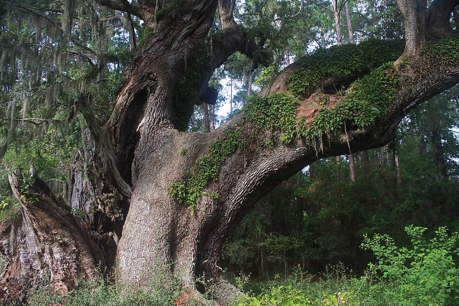 Preservation Tree Art — History of the Heritage Live Oak