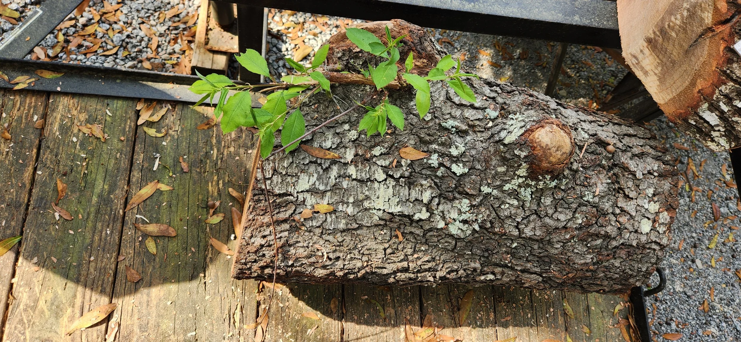 Preservation Tree Art — Legacy Bowls from YOUR Trees