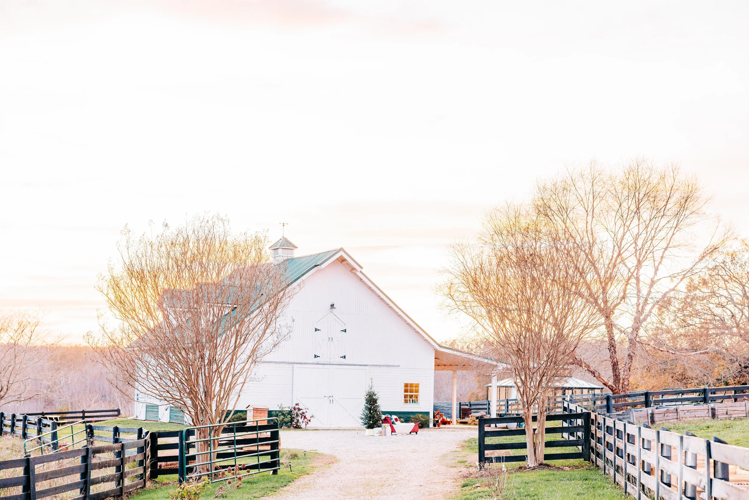 Greenhouse Christmas Mini Sessions at Five Blossoms Farm in Clover SC ...