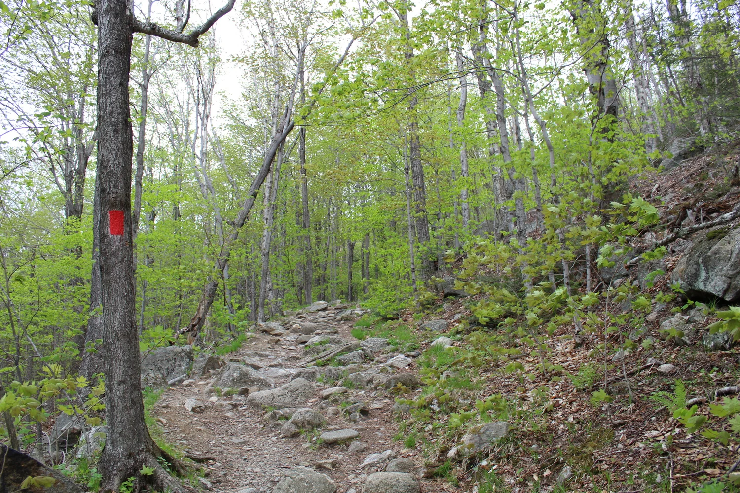 Artists Bluff Trail, Franconia Notch State Park — Hiking for Donuts