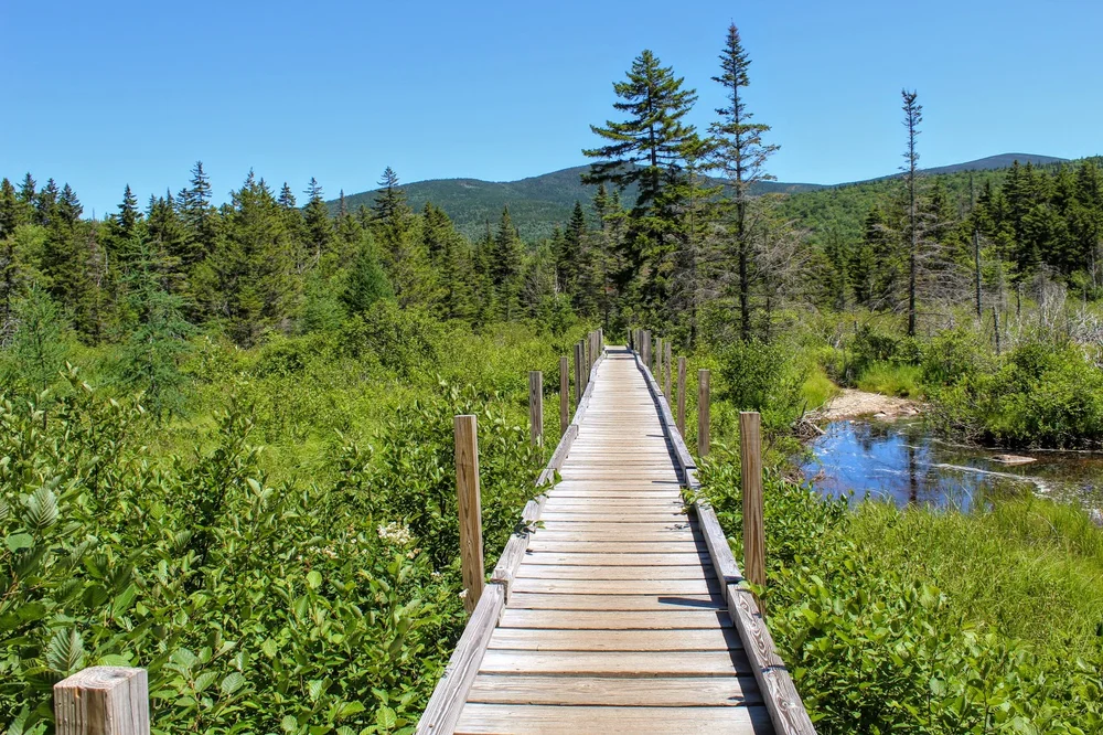 Zealand Falls Hut to Zeacliffs, New Hampshire — Hiking for Donuts