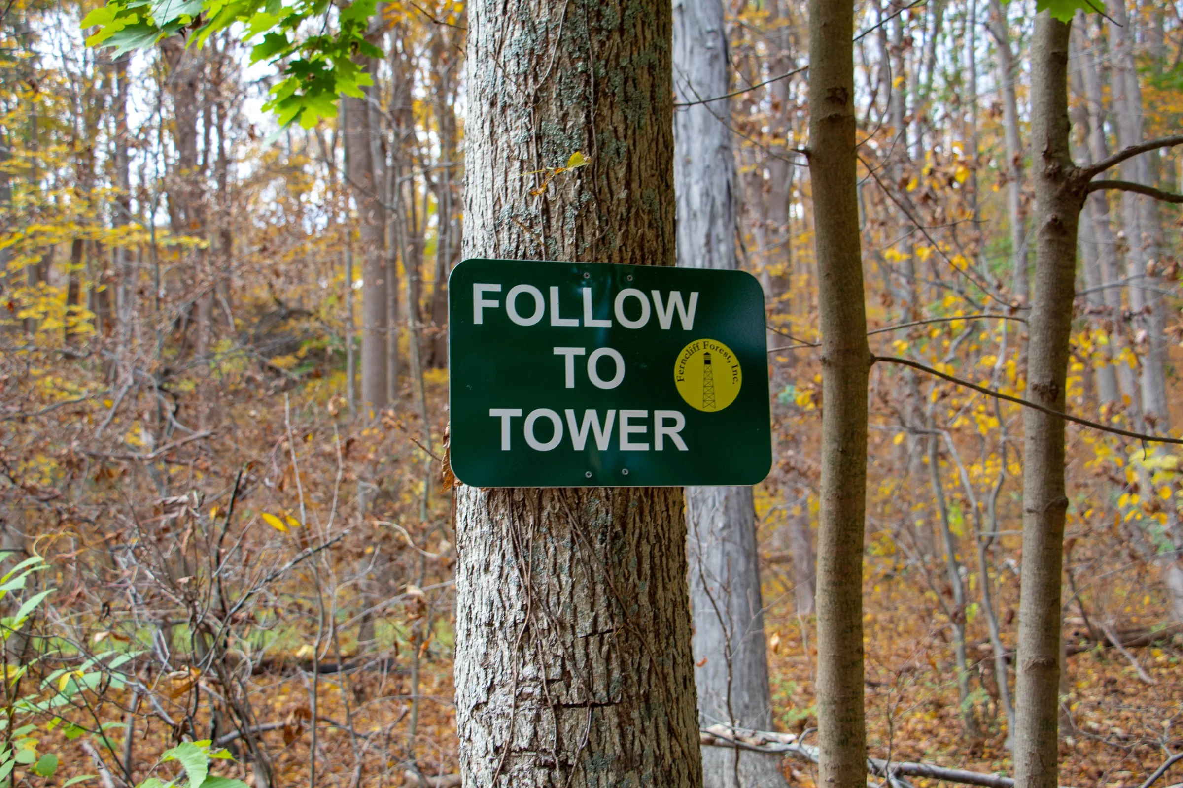 Ferncliff Forest Fire Tower, Rhinebeck, NY — Hiking for Donuts