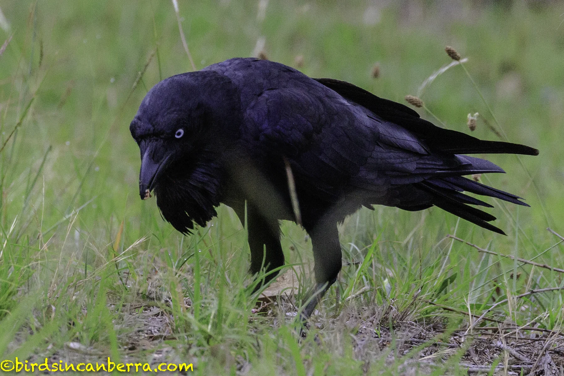 Photography at STEP, National Arboretum on Wednesday, 19 December 2018 ...