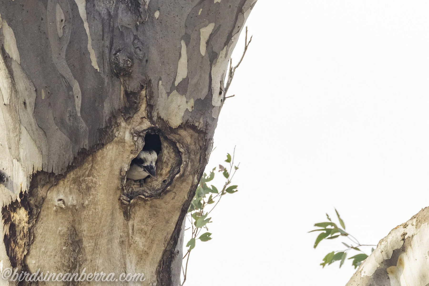 A Laughing Kookaburra in a hollow and Australian Magpies enjoying ...
