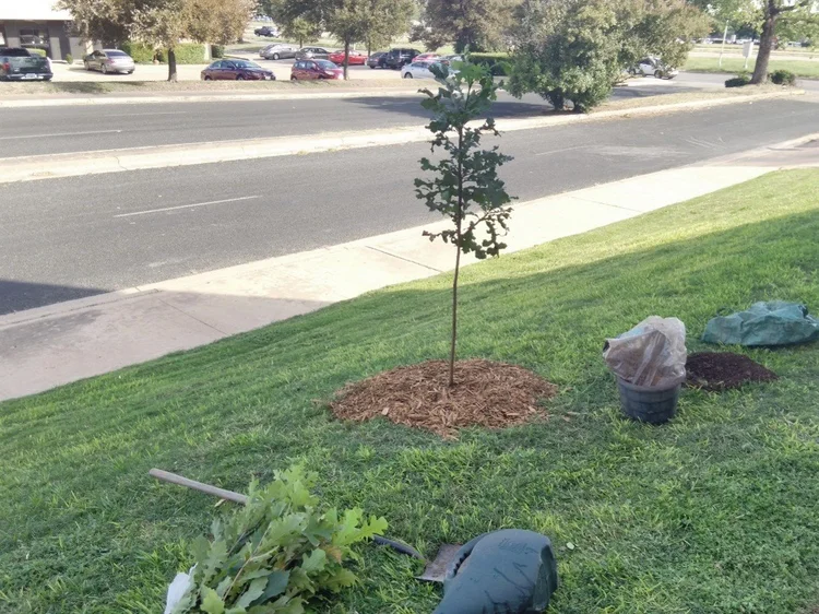 Tree Planting Specifications — Arborholic, LLC