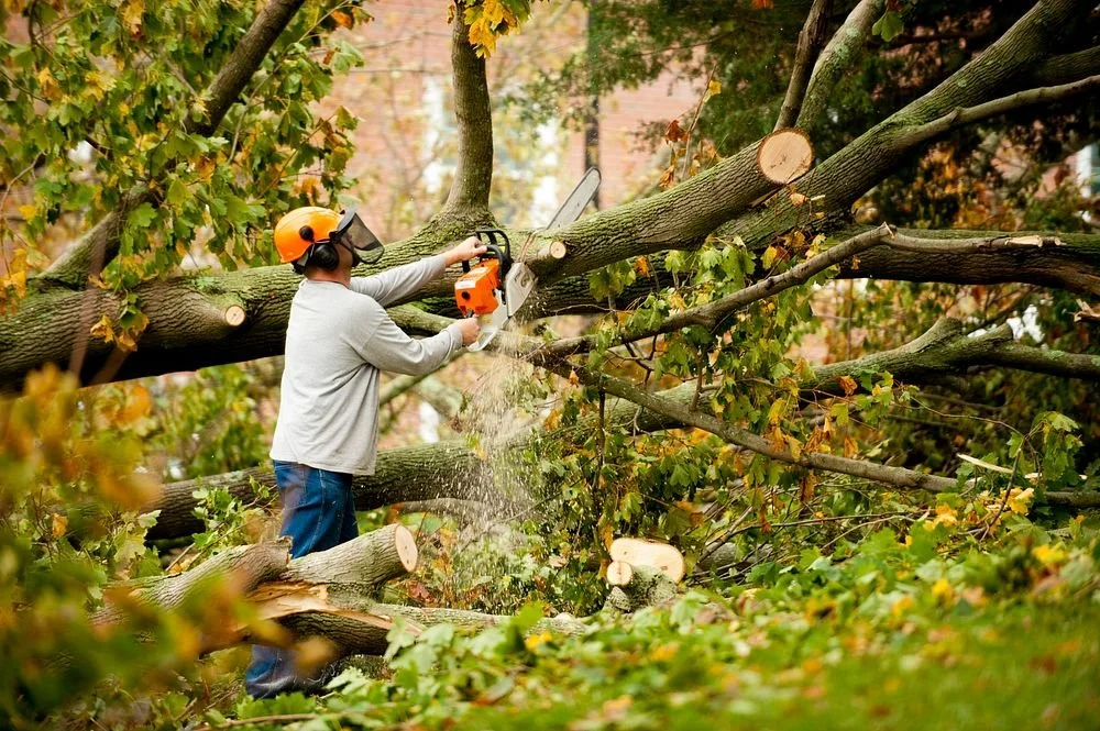 J&J Tree Works | Tree Removal | Stump Grinding | Tree Advice
