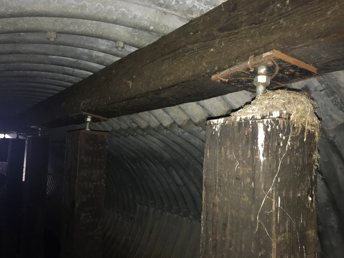 Professional Bird Survey Reports | Bird Sweeps