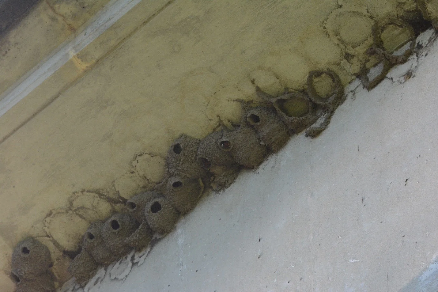 Professional Bird Survey Reports | Bird Sweeps