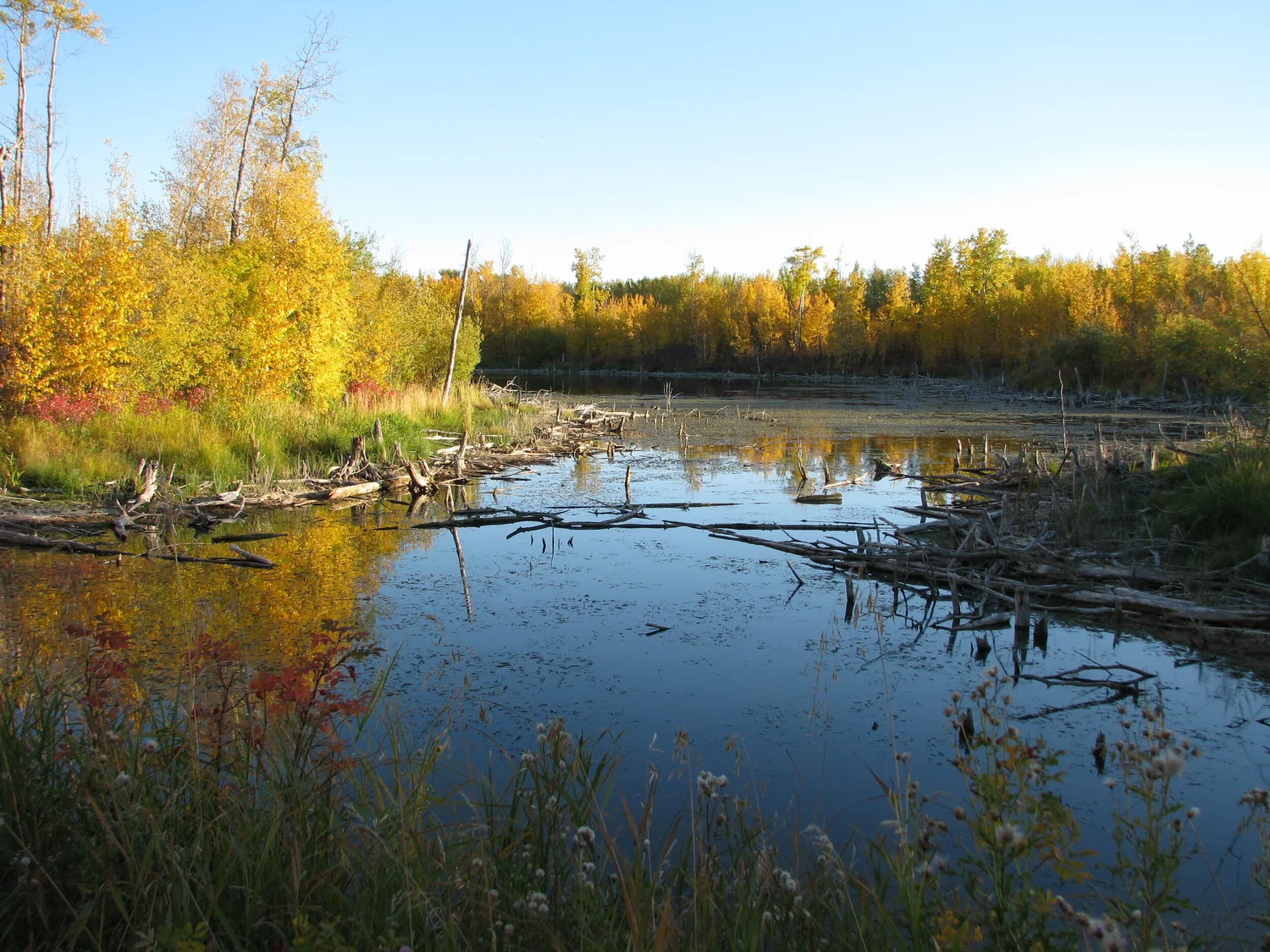 Wetland Mapper (Copy)