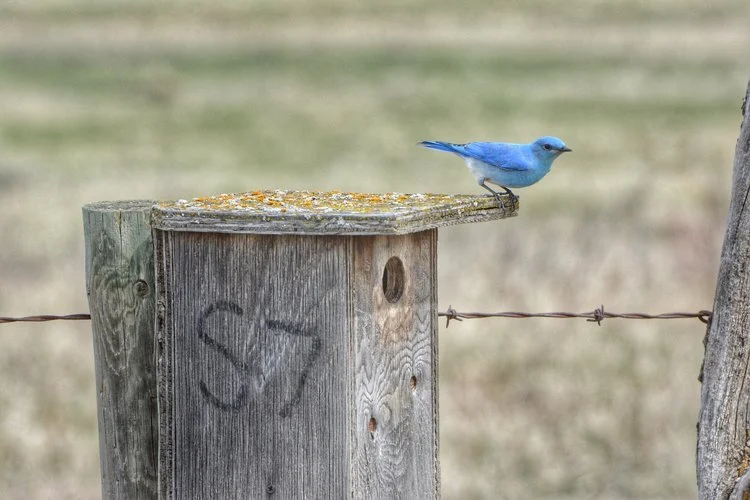 Professional Bird Survey Reports | Bird Sweeps