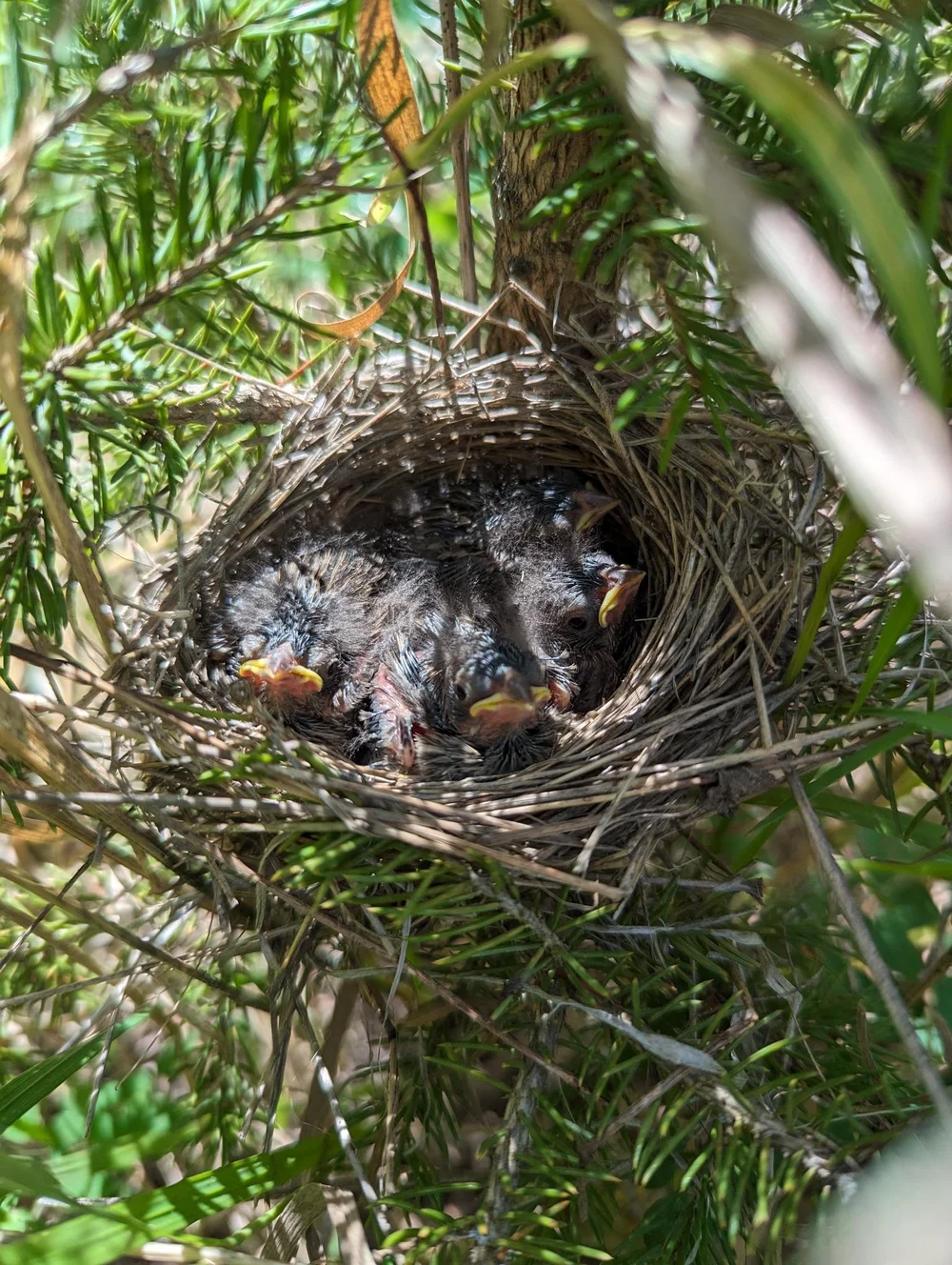 Professional Bird Survey Reports | Bird Sweeps