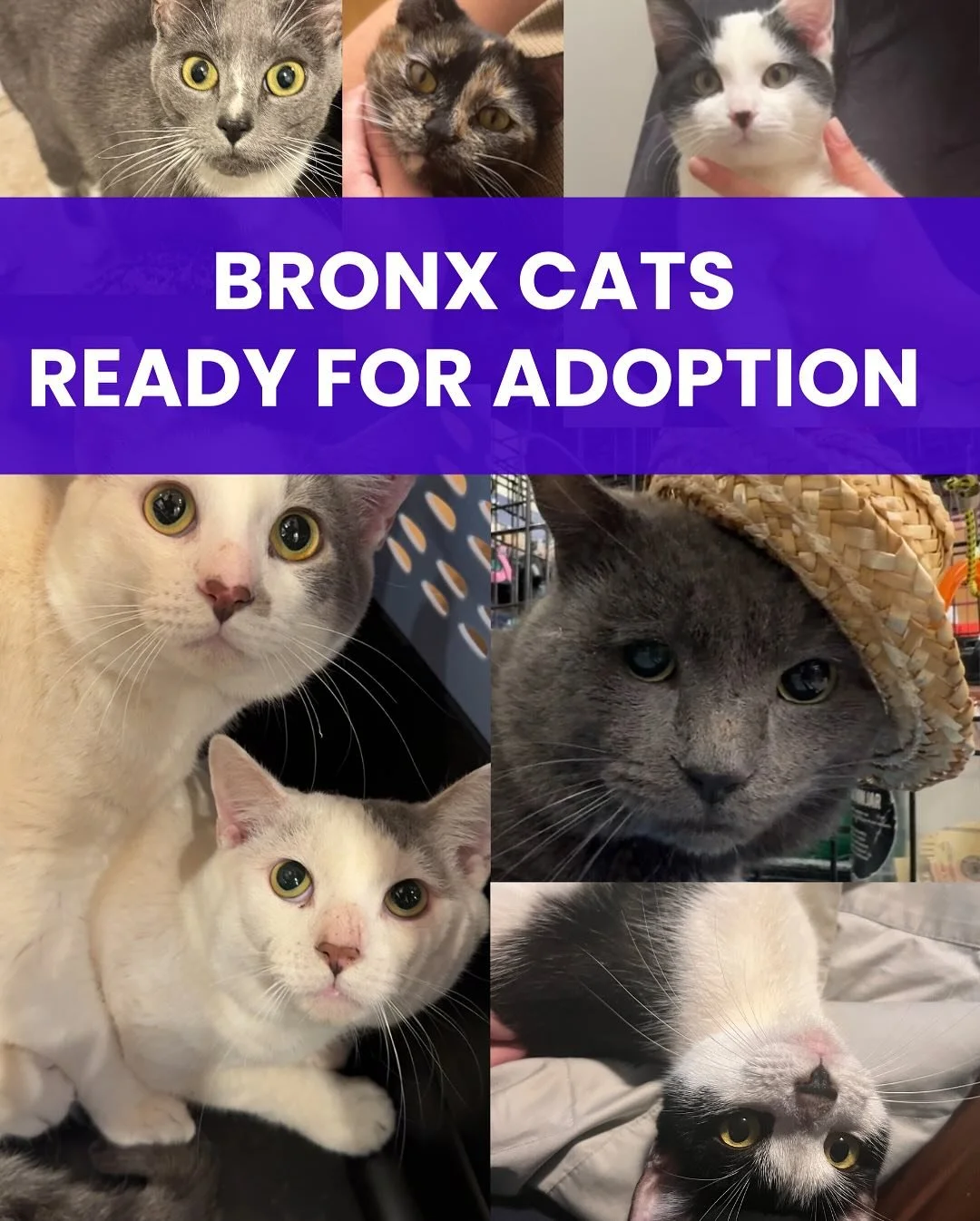 The Animal Project NYC