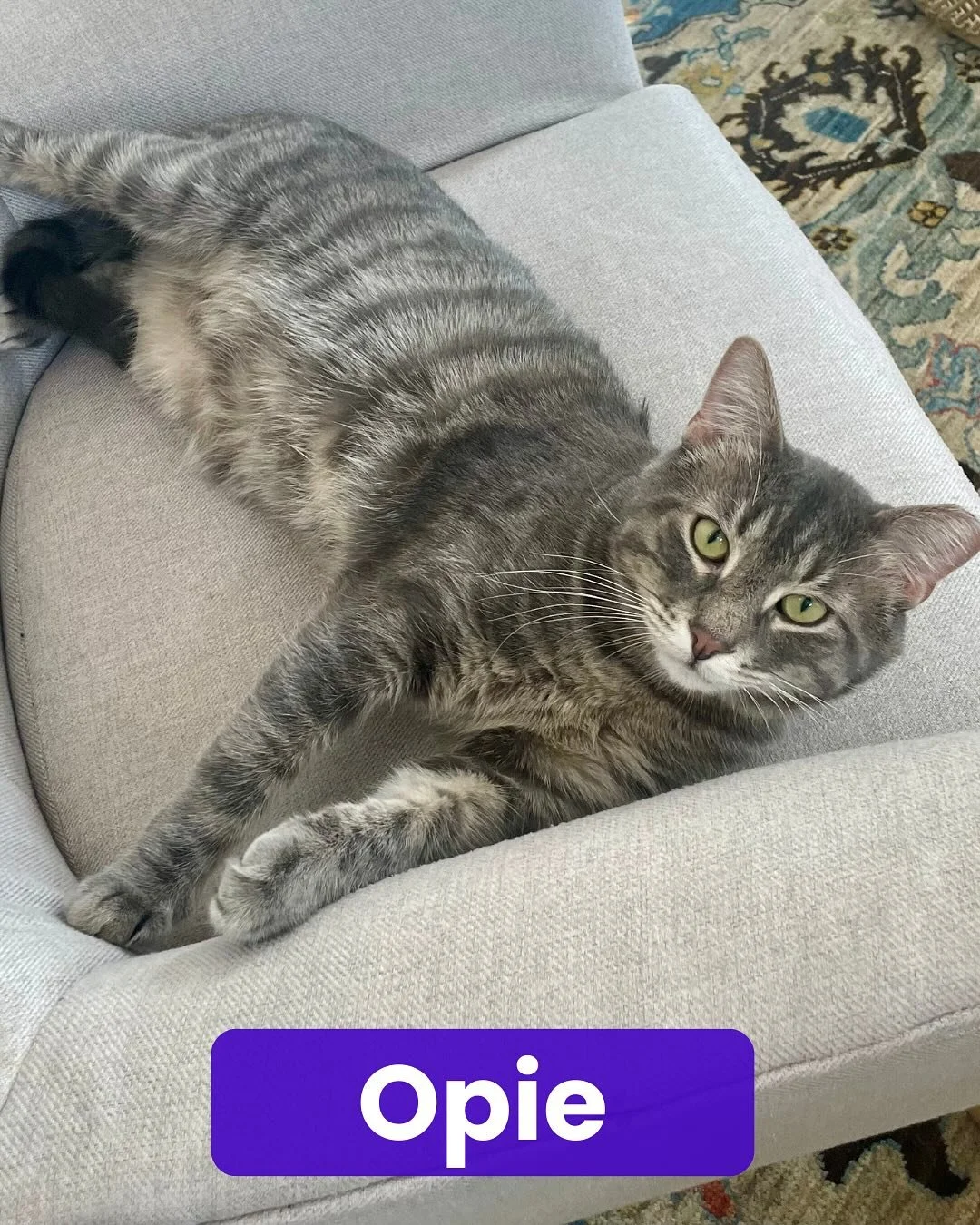 The Animal Project NYC