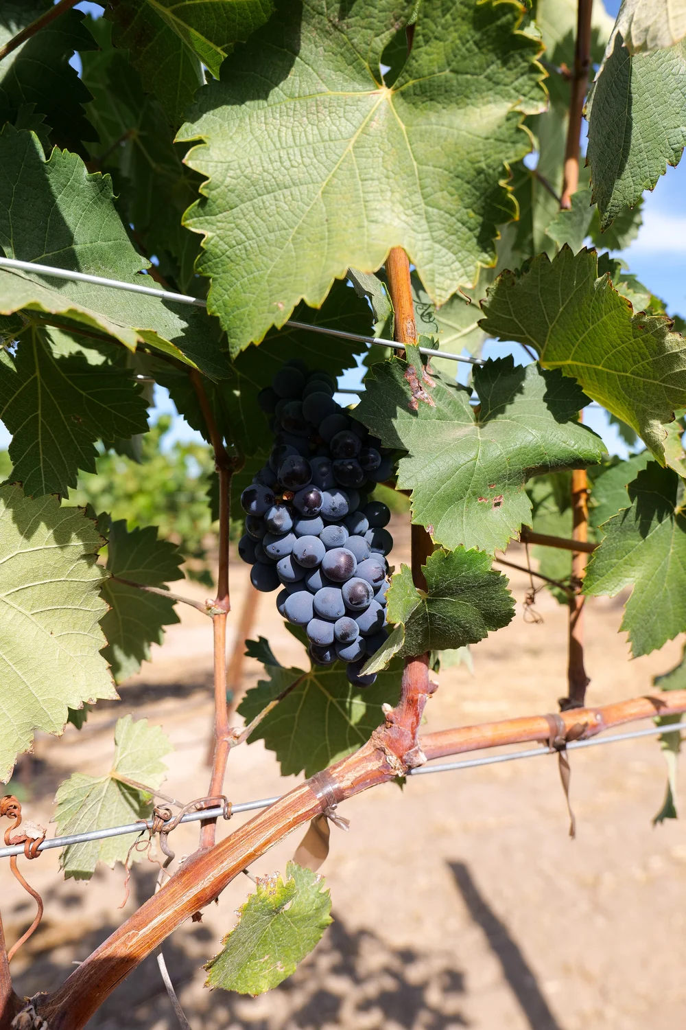 Experience Exquisite Sips and Join the Wine Club & Tasting Journey at J ...