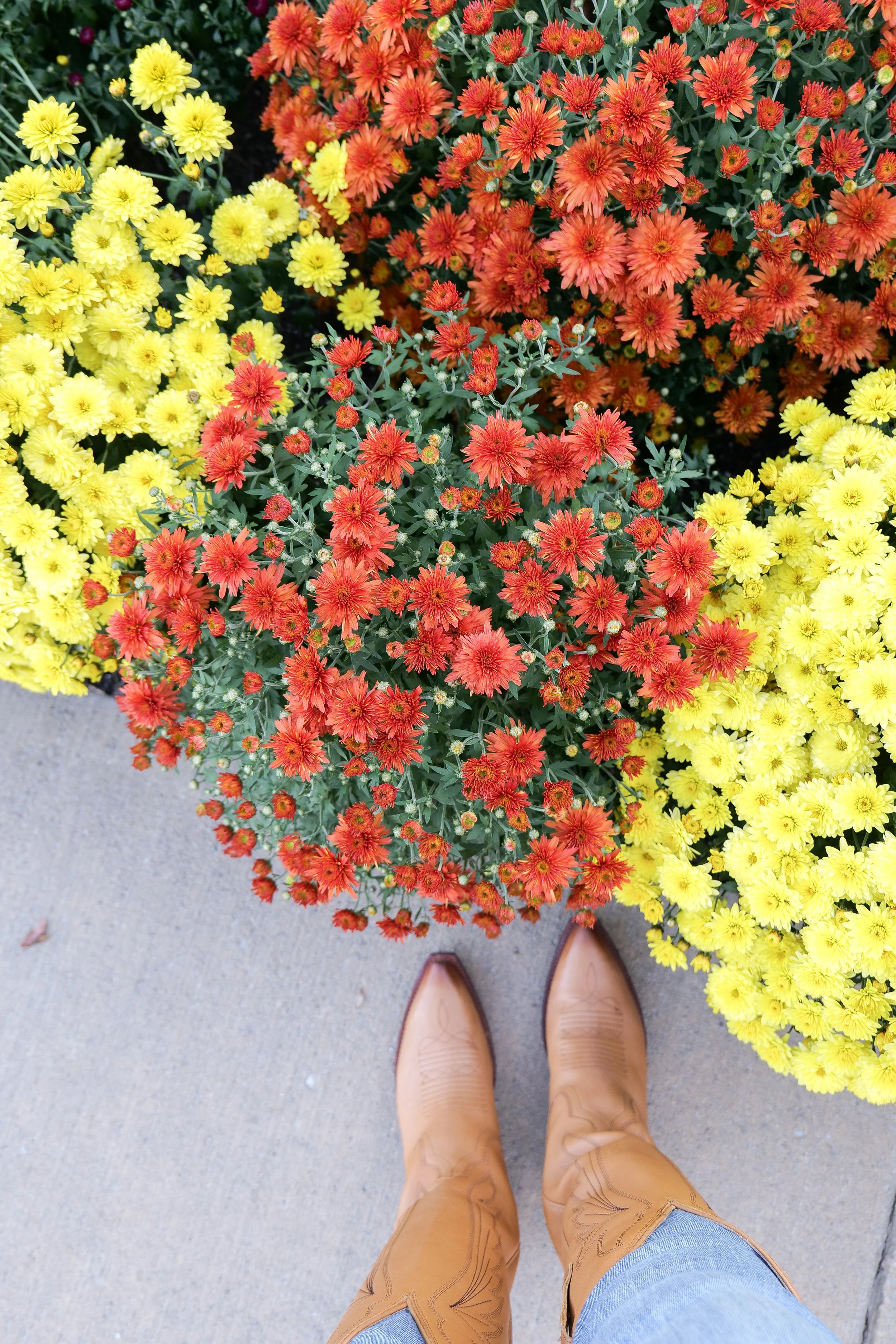 Unveiling the Beauty of Fall Foliage: Your Ultimate Fall Guide to ...