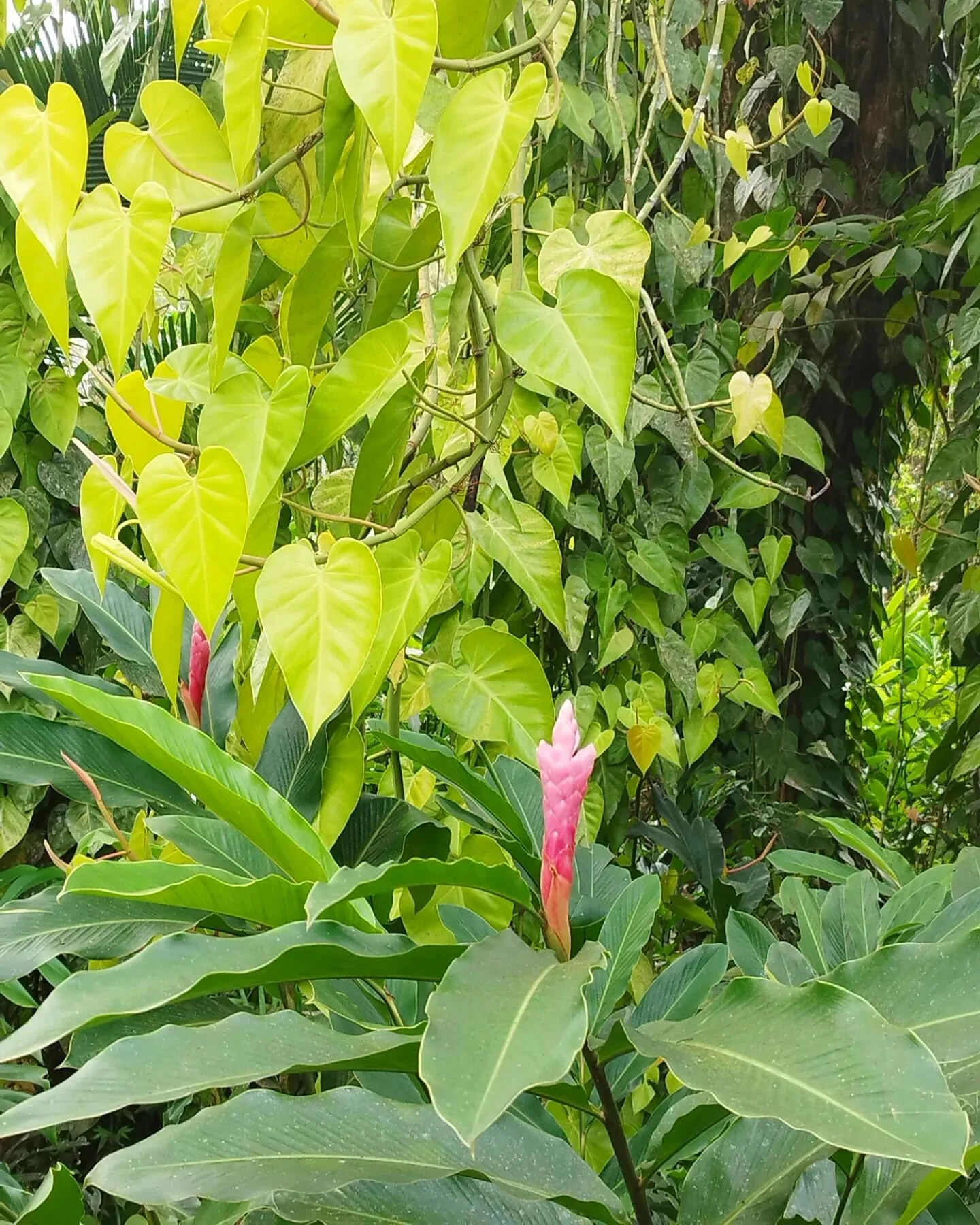 Christine Bass Art & Illustration