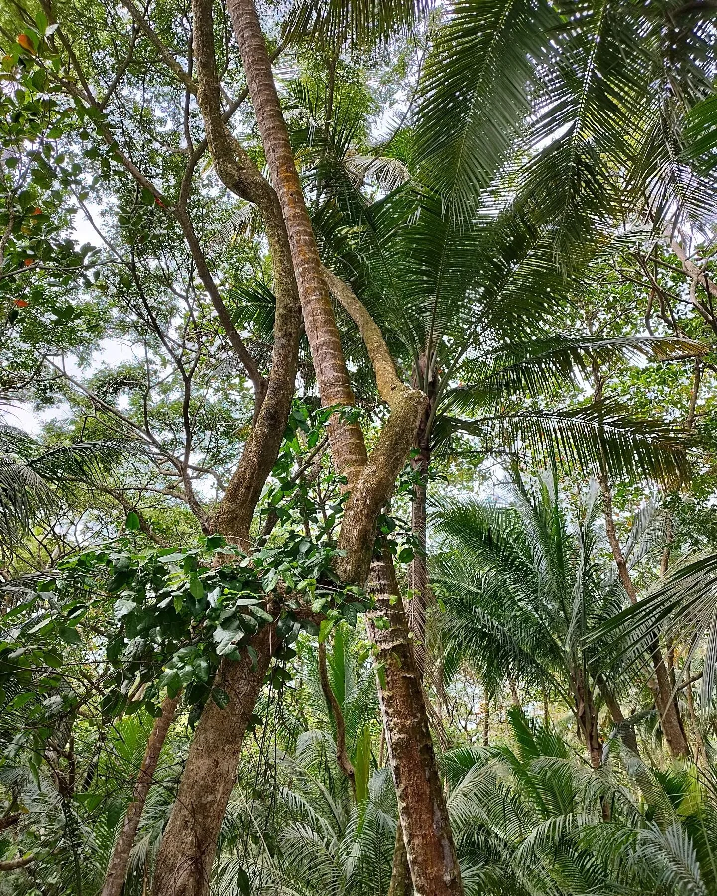 PRICES — Christine Bass Art & Illustration