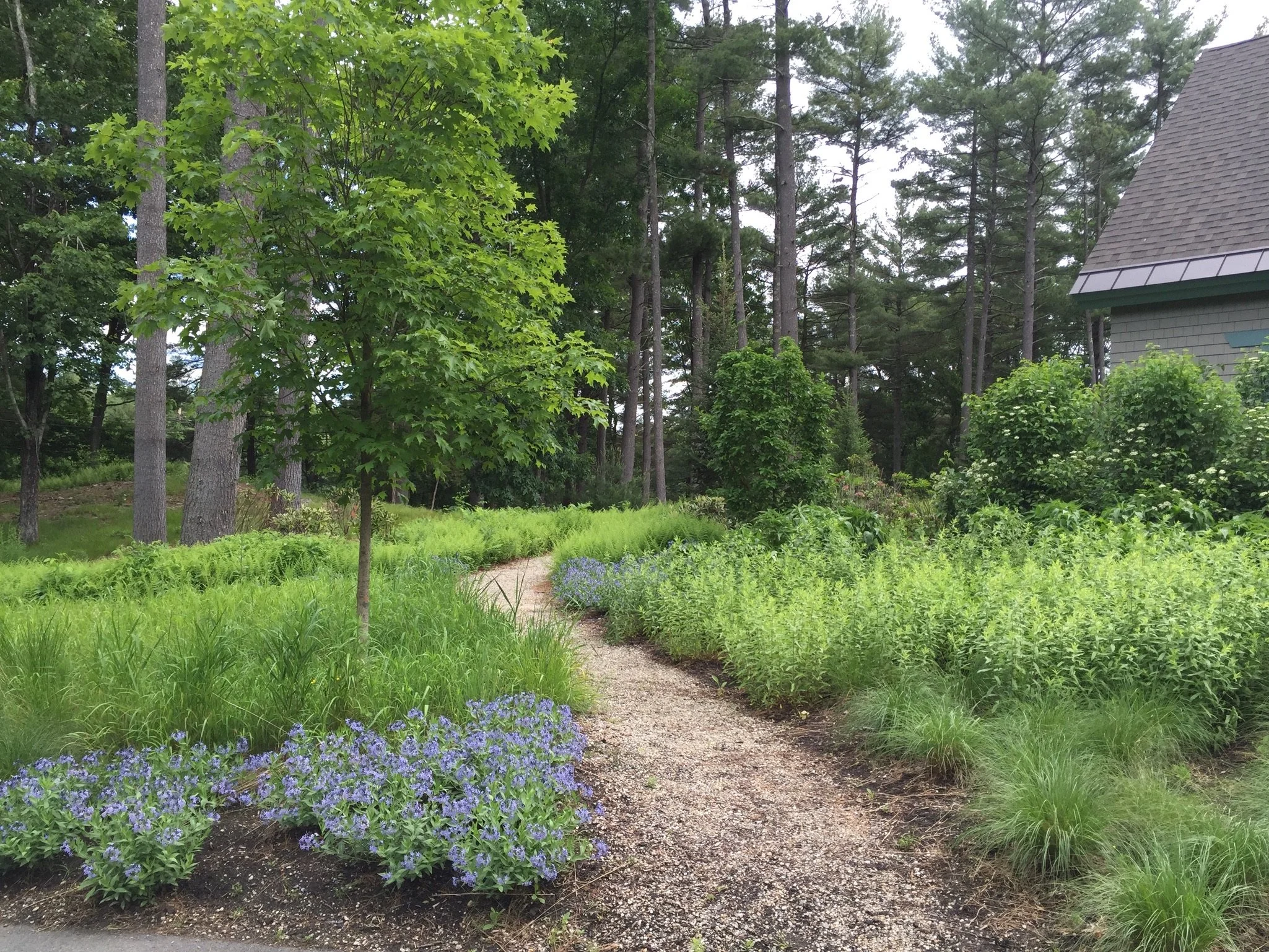 The ecological benefits of shrinking your lawn | Green & Healthy Maine ...