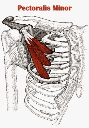 Tight Chest Muscles: Why Your Upper Back Is the Key to Their Release ...