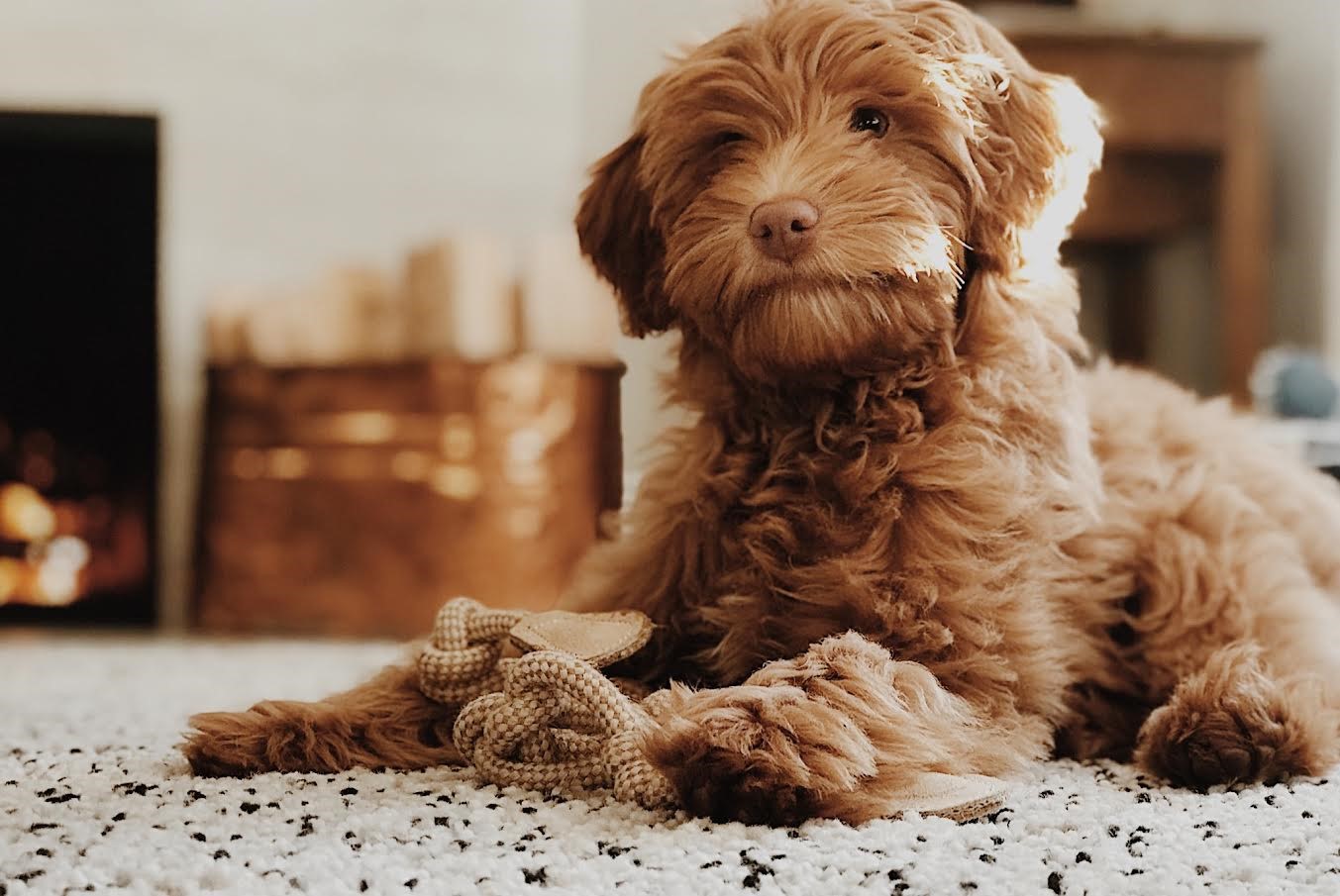 Labradoodle Colors | Check out the variety of Coat Colors — Great Day ...