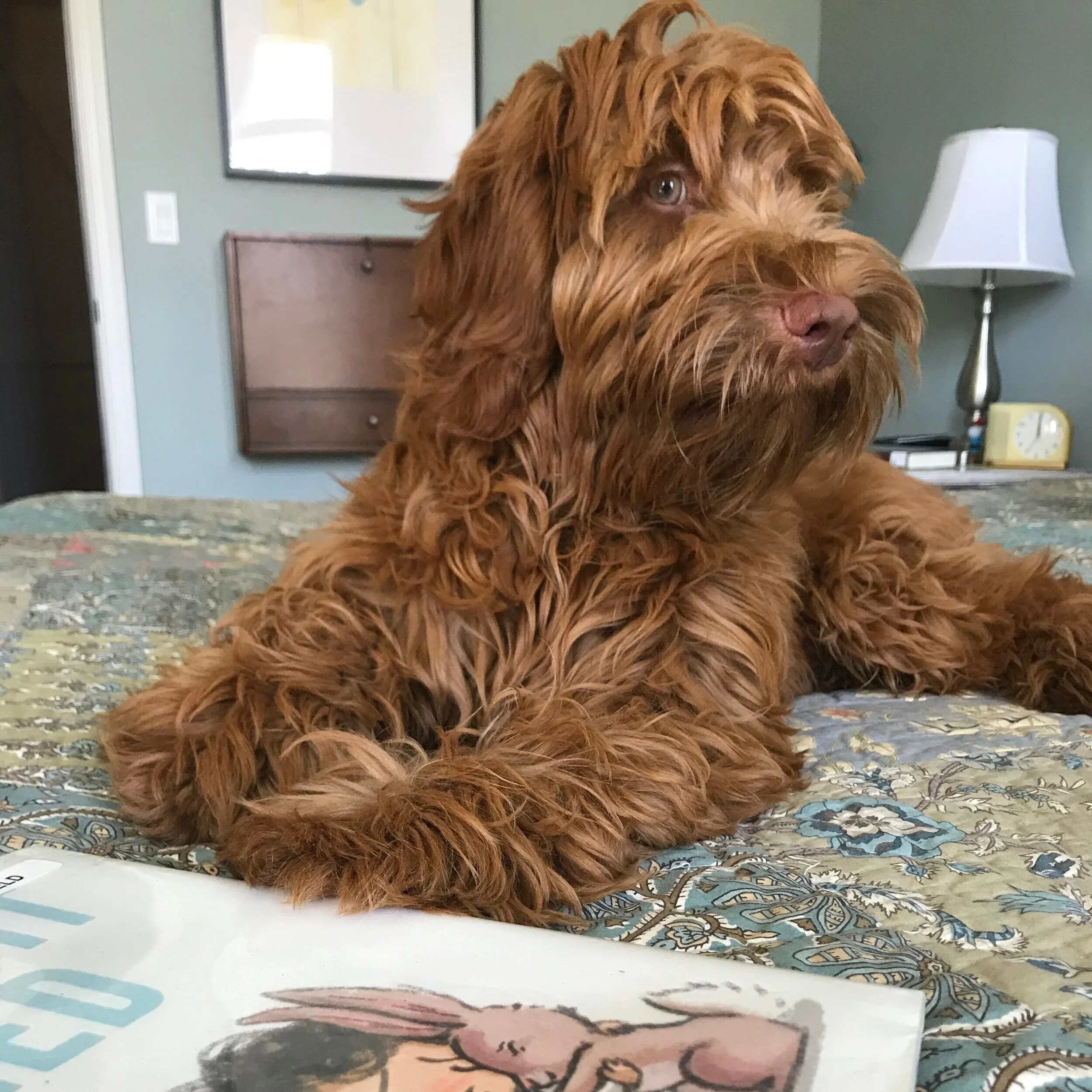 Australian Labradoodle Male Breeding Dogs — Great Day Labradoodles