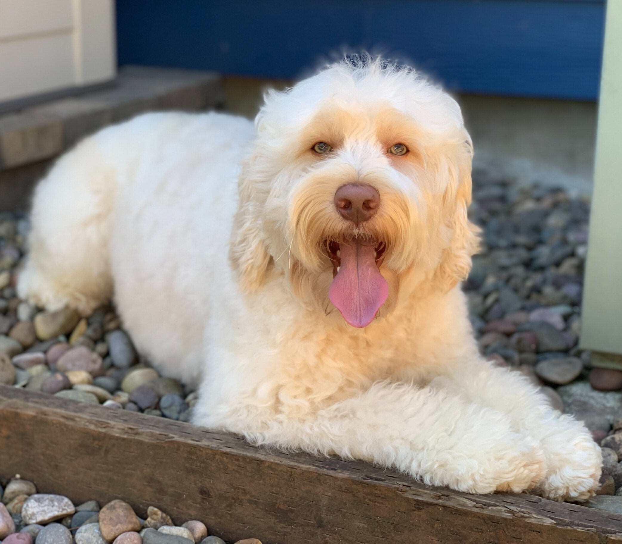 Average Size Labradoodle