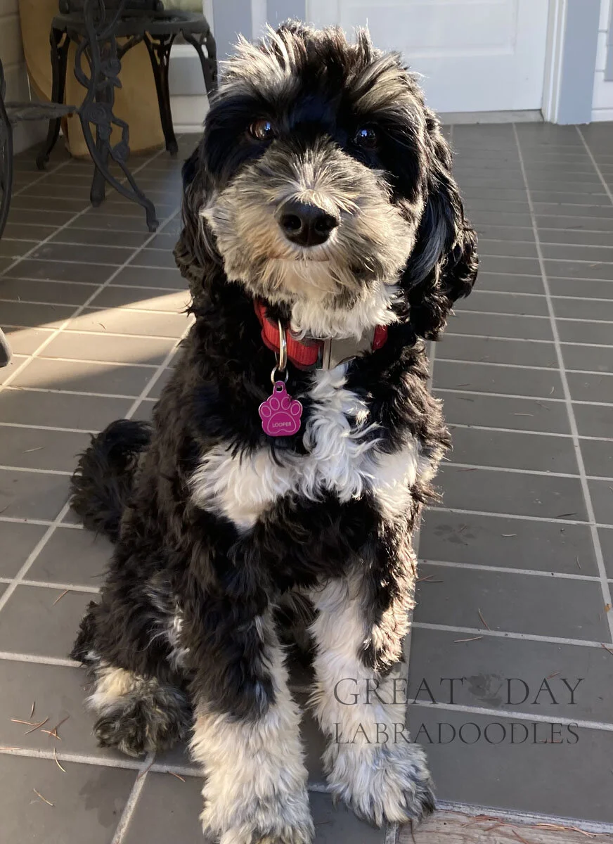 Labradoodle Female Breeding Dogs — Great Day Labradoodles