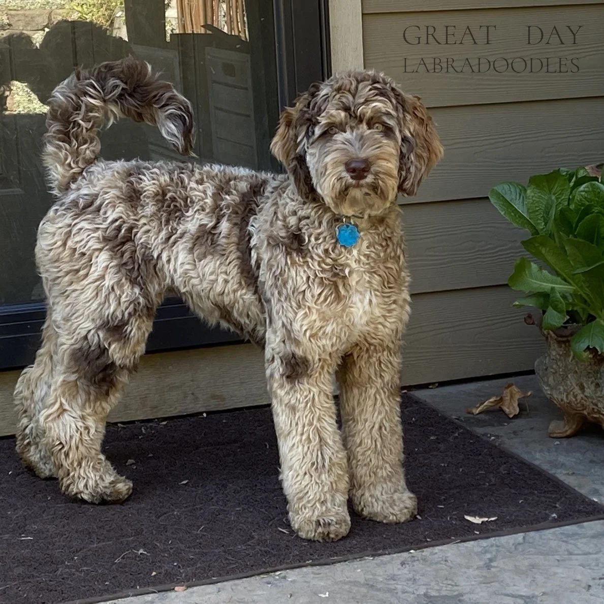 What Is A Merle Labradoodle Learn About The Coat Colors Here Great What Is A Merle Labradoodle Learn About The Coat Colors Here Great