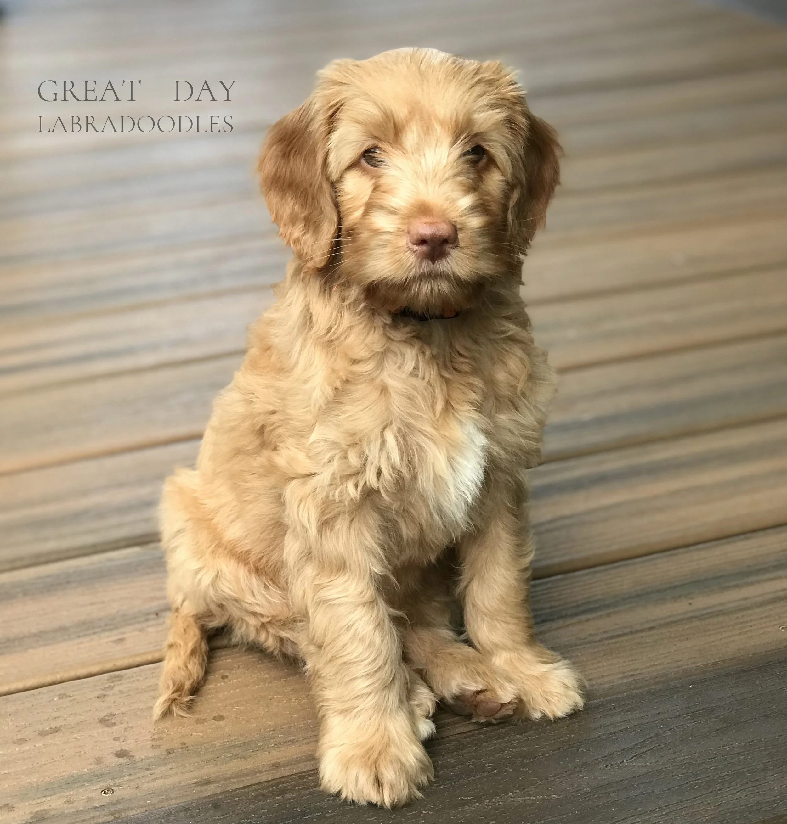Apricot Mini Labradoodle Apricot Mini Labradoodle