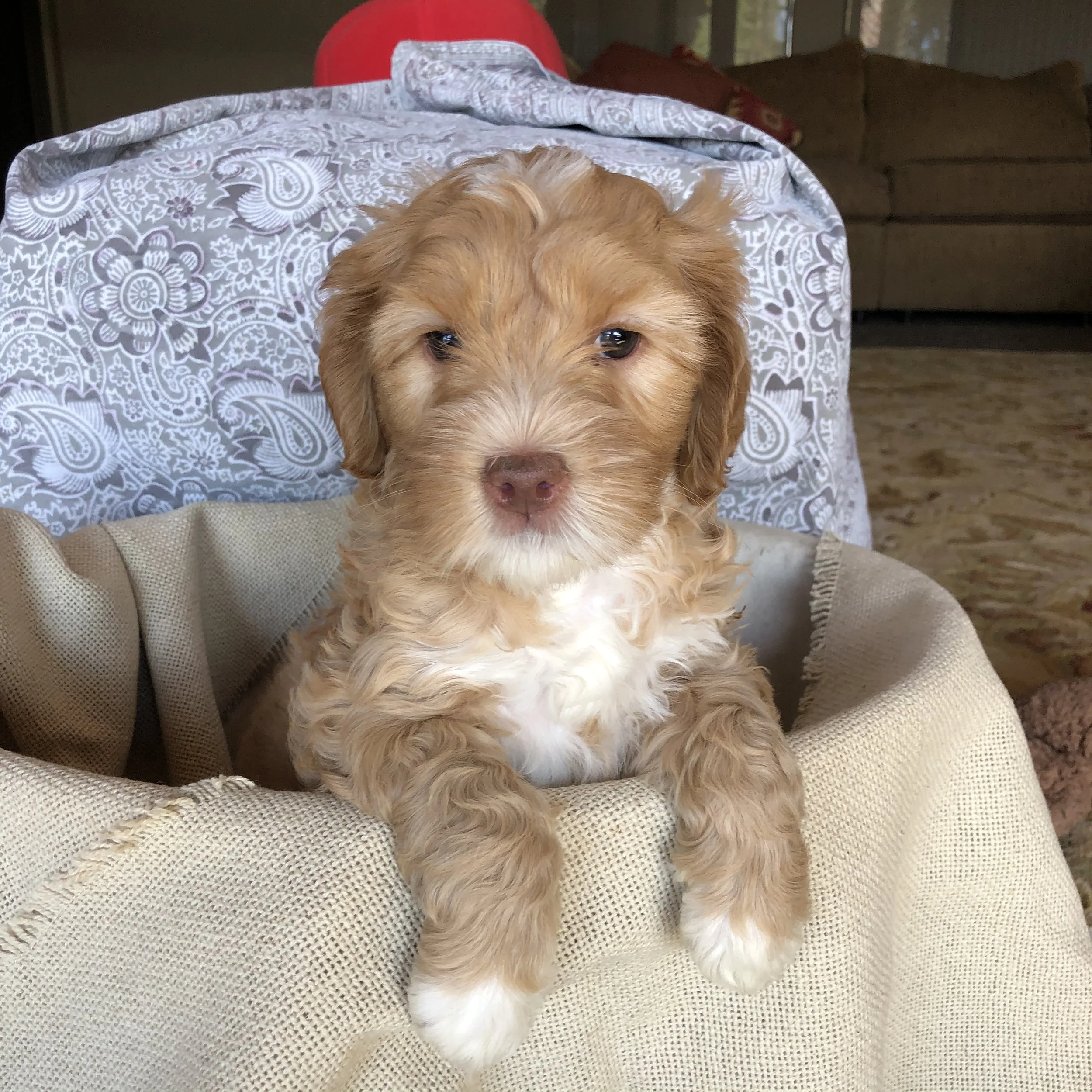 Baby Labradoodle