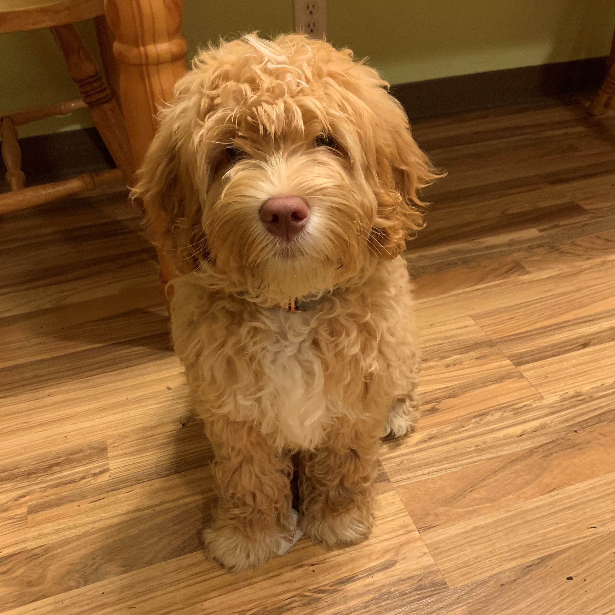 Australian Labradoodle Upcoming Litters — Great Day Labradoodles