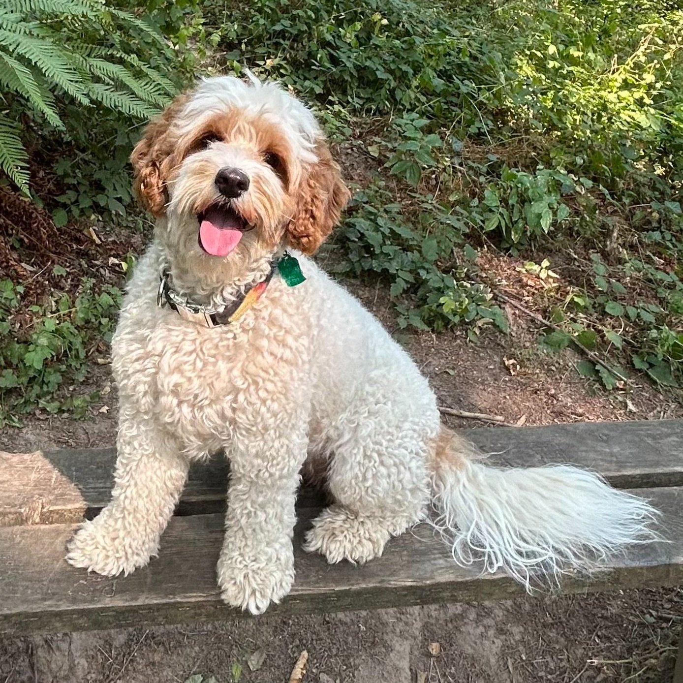 Australian Labradoodle Upcoming Litters — Great Day Labradoodles