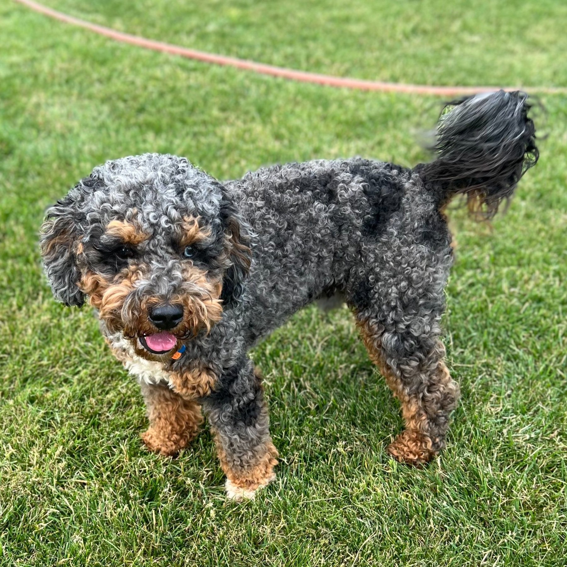 Australian Labradoodle Upcoming Litters — Great Day Labradoodles