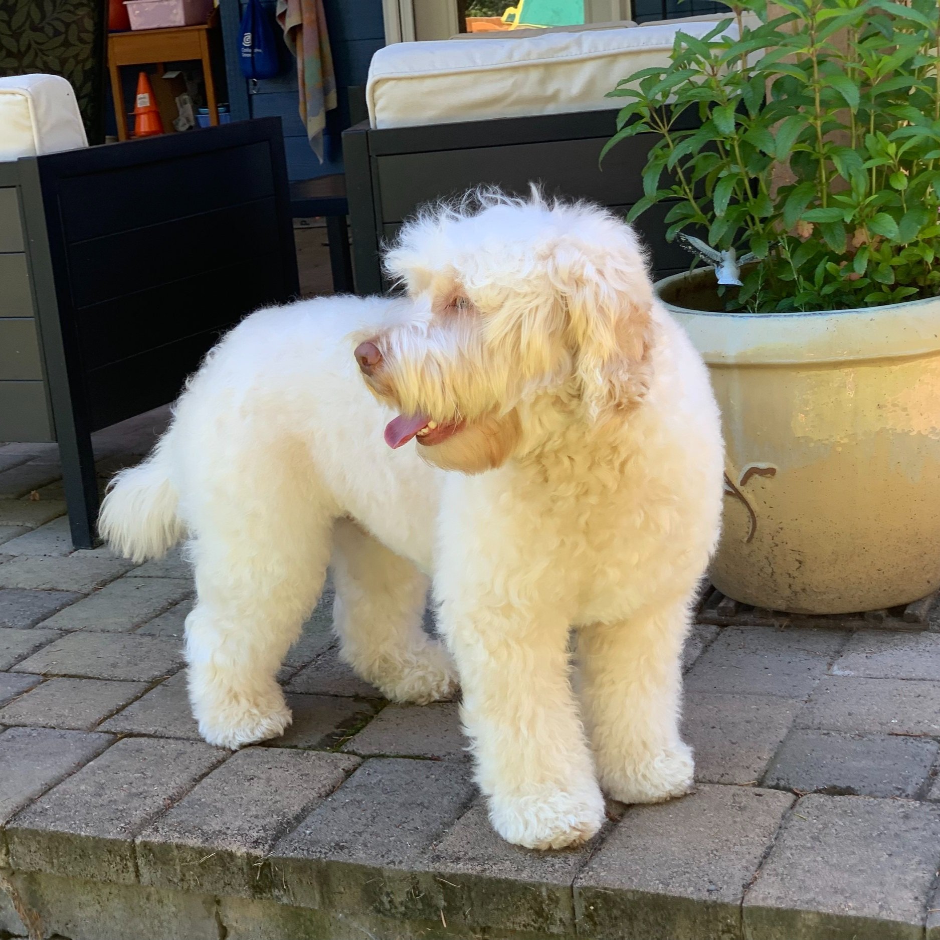 Australian Labradoodle Upcoming Litters — Great Day Labradoodles