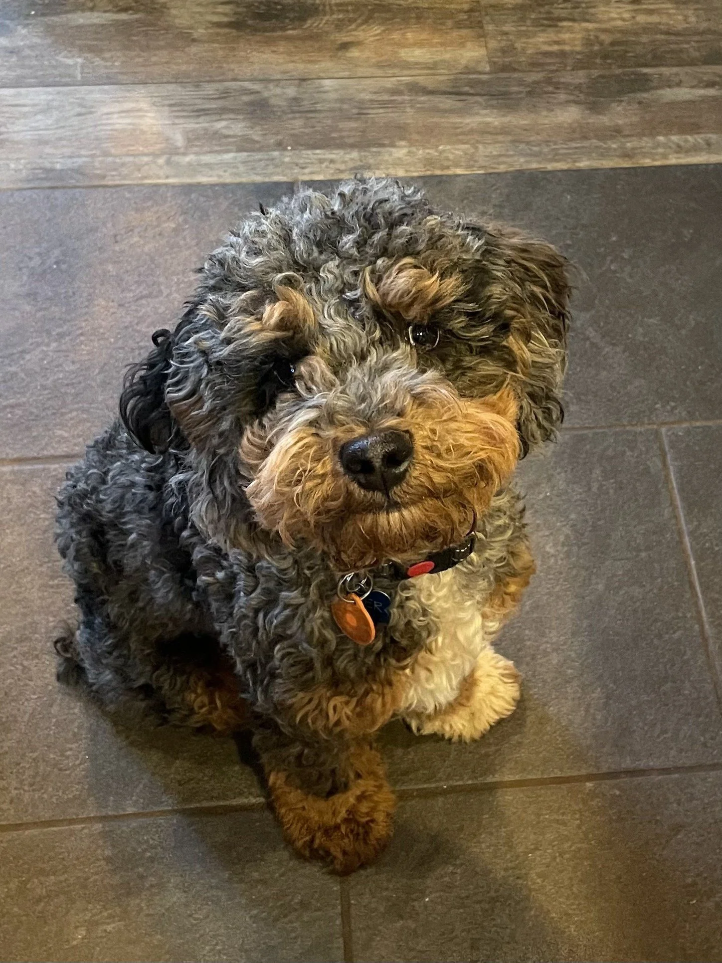 Labradoodle Litter | Check out our available puppies — Great Day ...