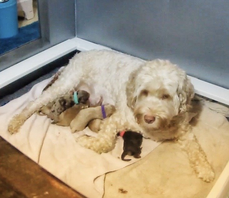 Labradoodle Litter | Check out our available puppies — Great Day ...
