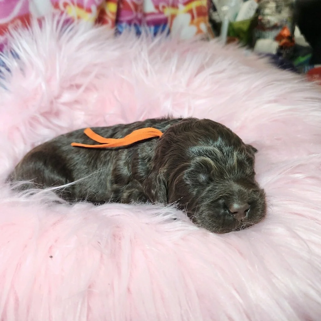Labradoodle Litter | Check out our available puppies — Great Day ...
