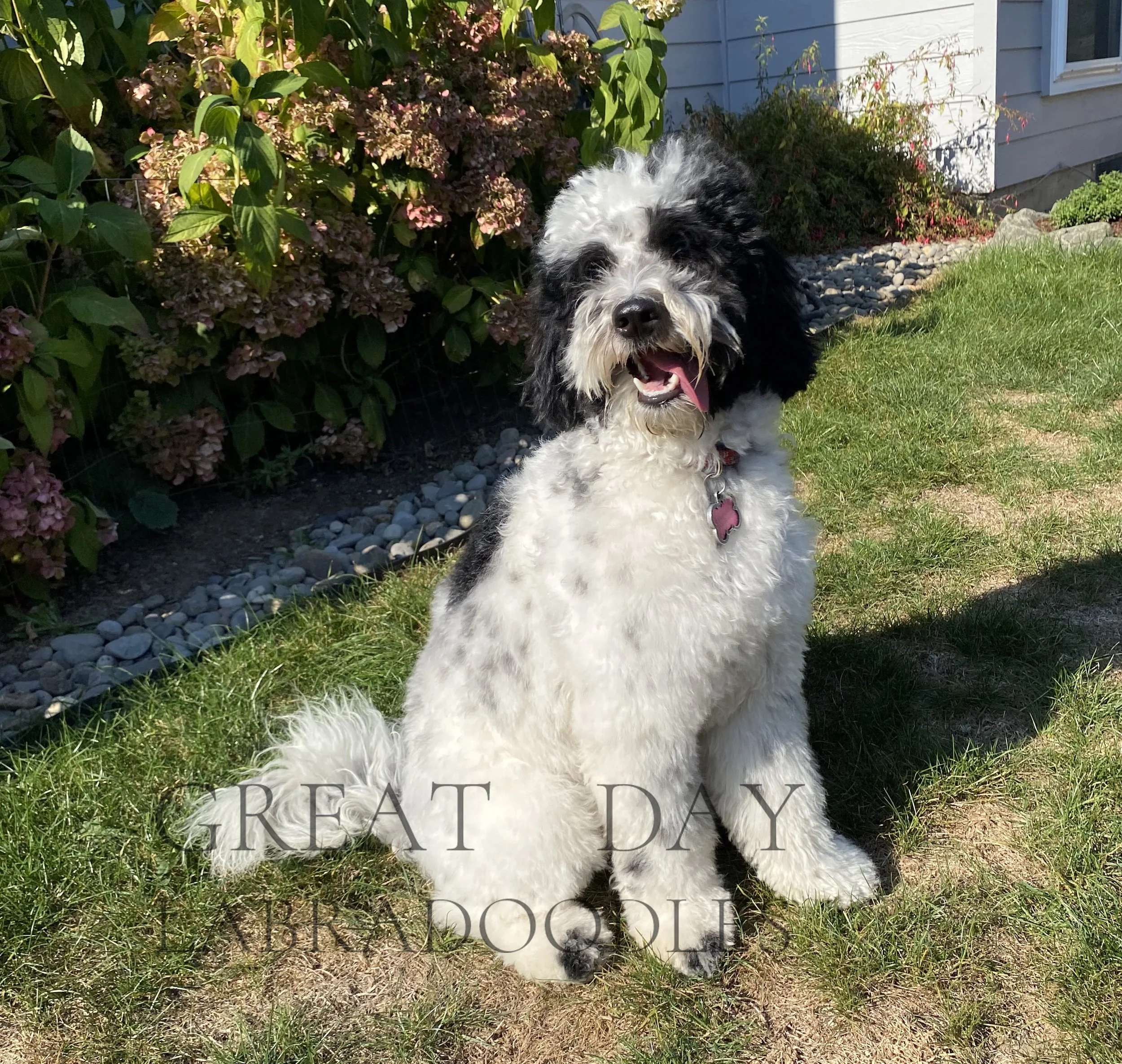 Labradoodle Litter | Check out our available puppies — Great Day ...