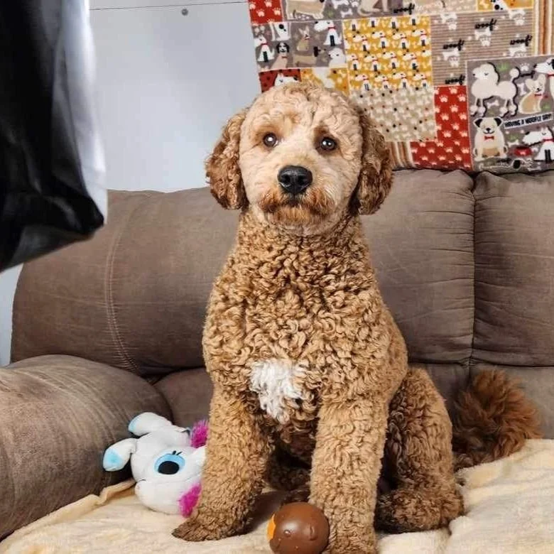 Labradoodle Litter | Check out our available puppies — Great Day ...