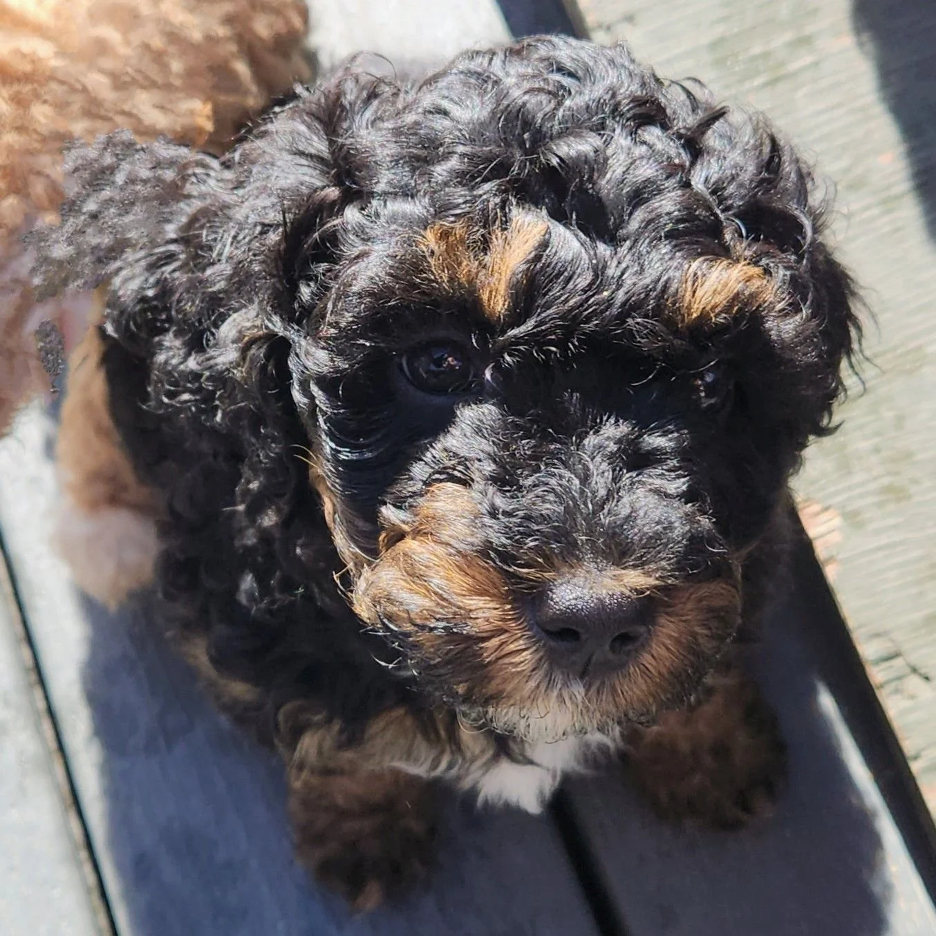 Labradoodle Litter | Check out our available puppies — Great Day ...