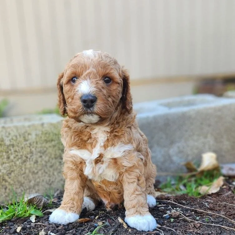 Labradoodle Litter | Check out our available puppies — Great Day ...