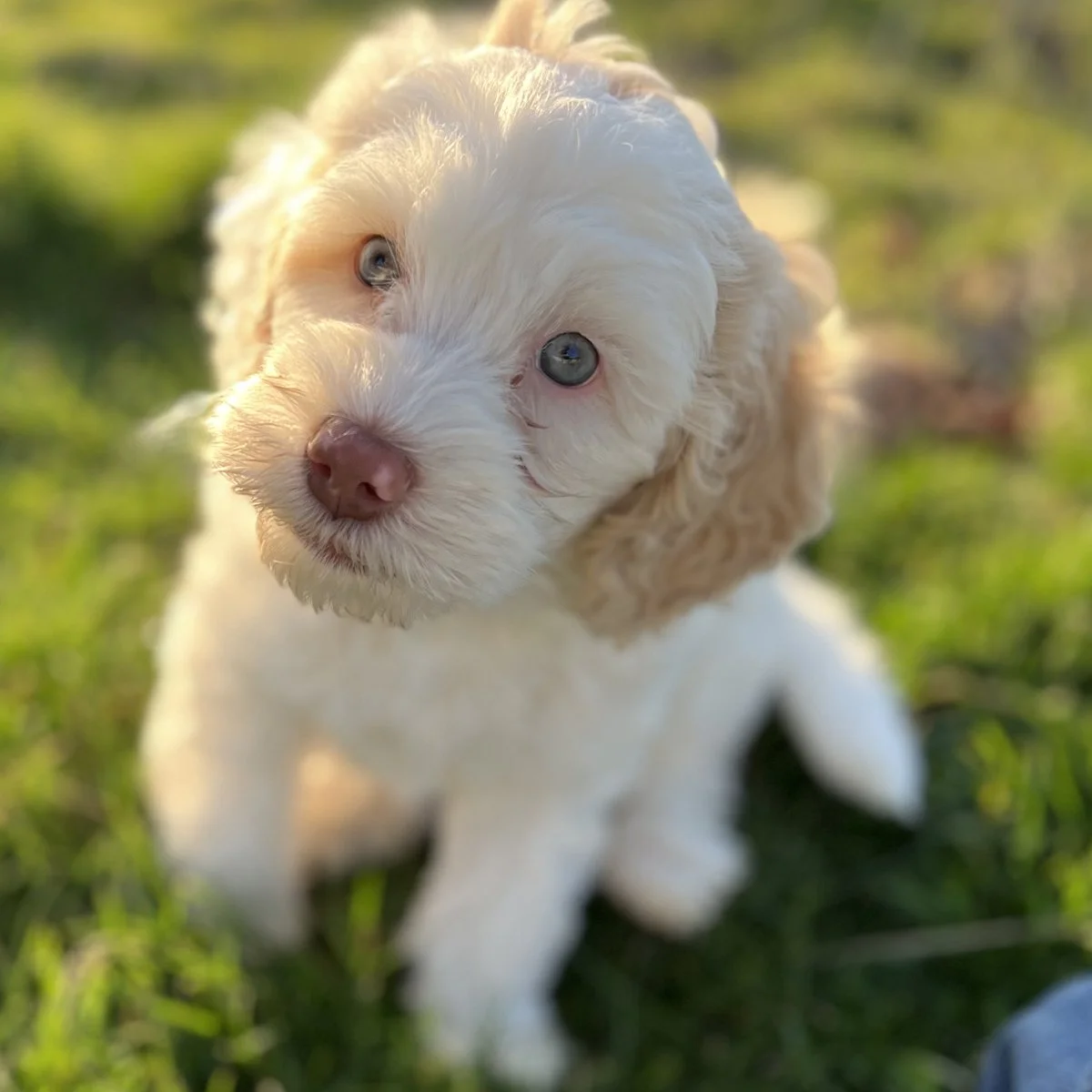 Australian Labradoodle Upcoming Litters — Great Day Labradoodles