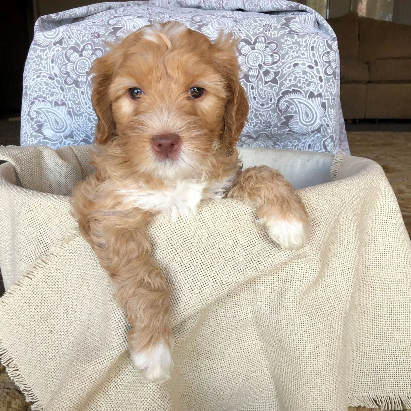 Australian Labradoodle Upcoming Litters — Great Day Labradoodles