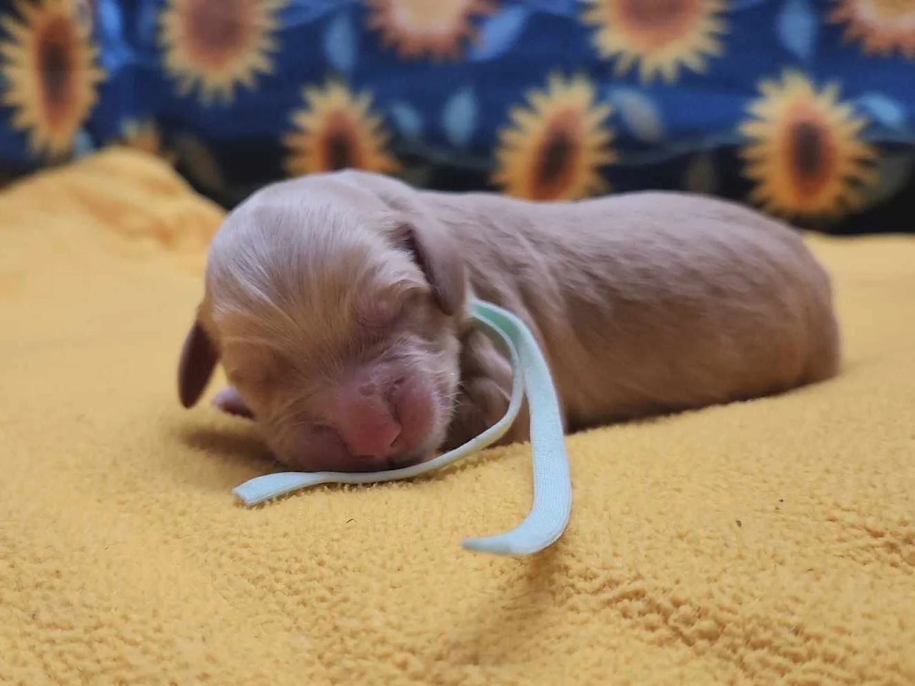 Labradoodle Litter | Check out our available puppies — Great Day ...