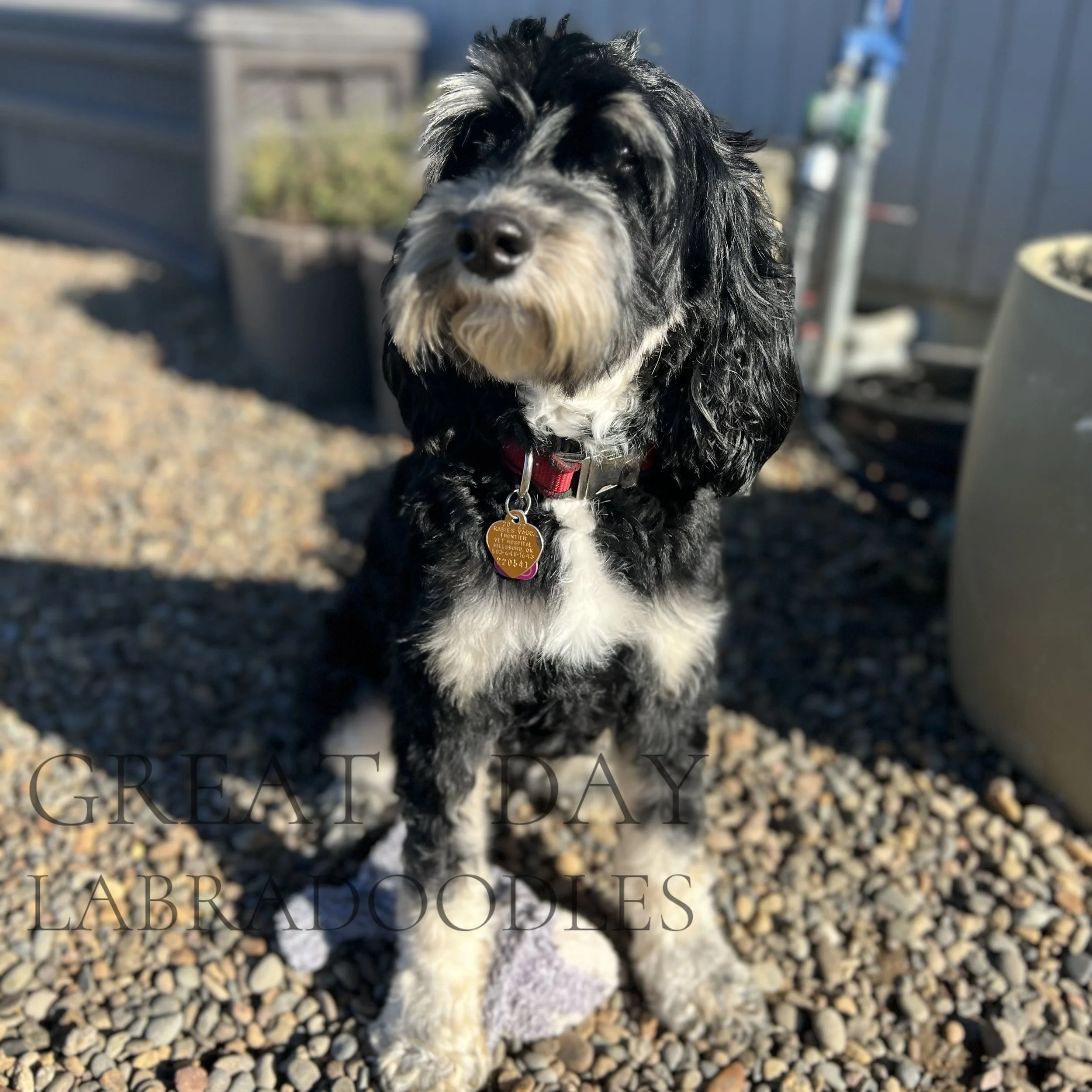 Labradoodle Litter | Check out our available puppies — Great Day ...