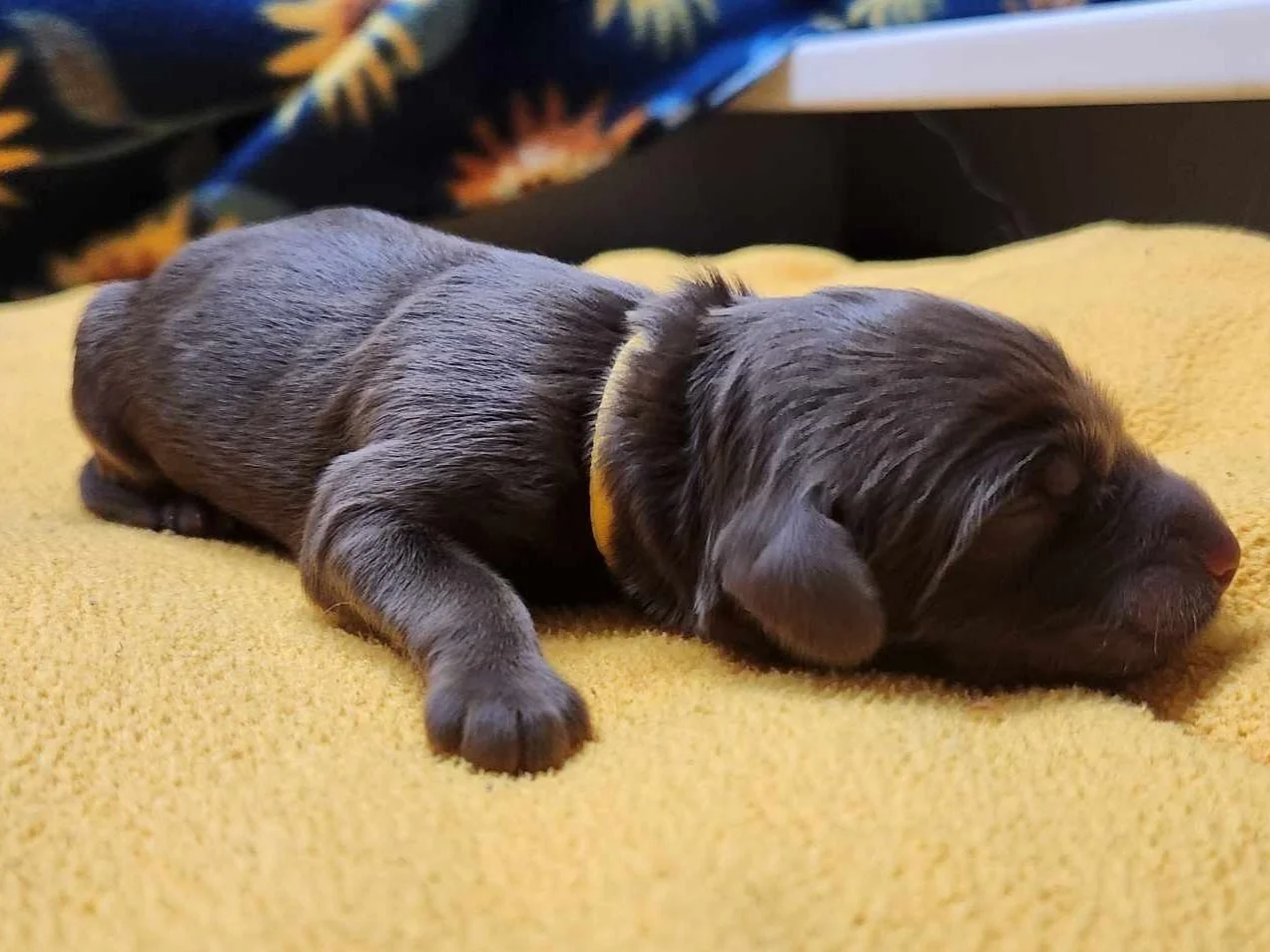 Labradoodle Litter | Check out our available puppies — Great Day ...