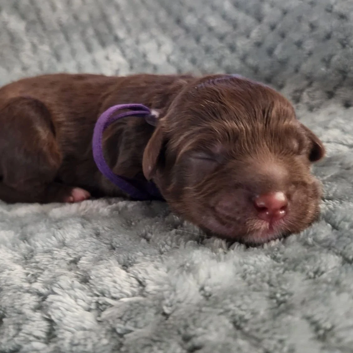 Labradoodle Litter | Check out our available puppies — Great Day ...